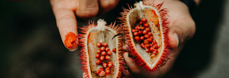 Tout savoir sur les bienfaits du roucou sur la santé